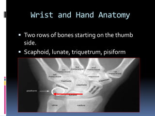 wrist joint of human being | PPT