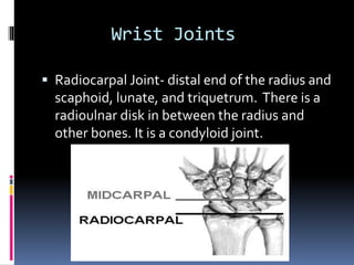wrist joint of human being | PPT