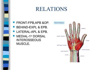 WRIST JOINT AND JOINTS IN THE HAND WITH APPLIED ASPECTS | PPT