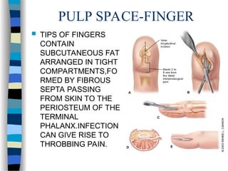 WRIST JOINT AND JOINTS IN THE HAND WITH APPLIED ASPECTS | PPT