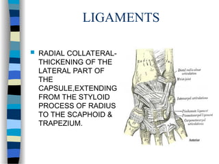 WRIST JOINT AND JOINTS IN THE HAND WITH APPLIED ASPECTS | PPT