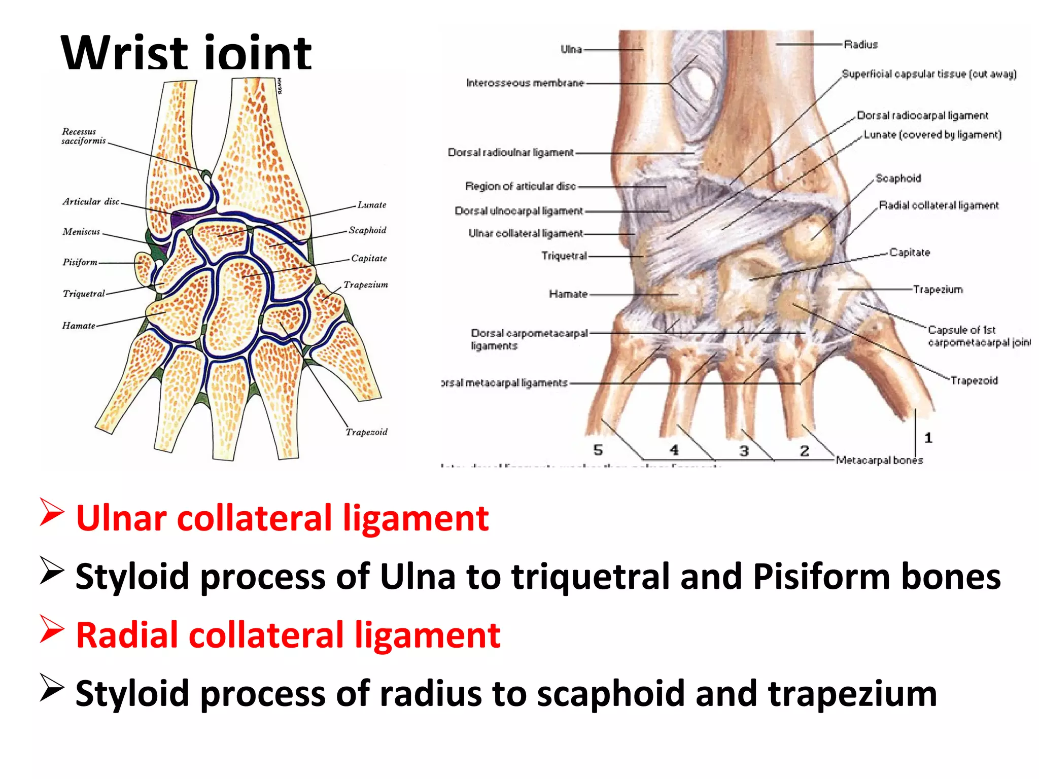 Radio-ulnar and Wrist joints | PPT