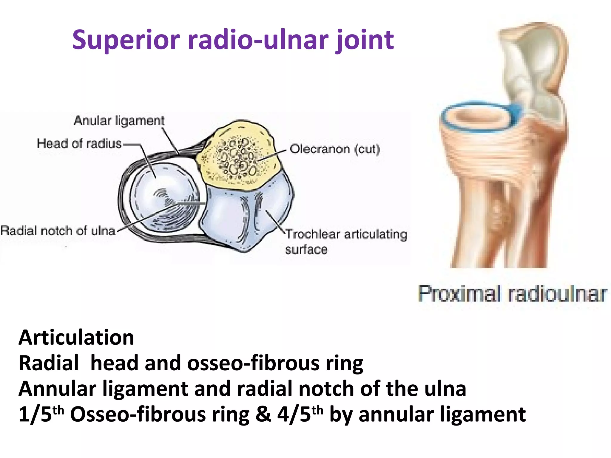 Radio-ulnar and Wrist joints | PPT
