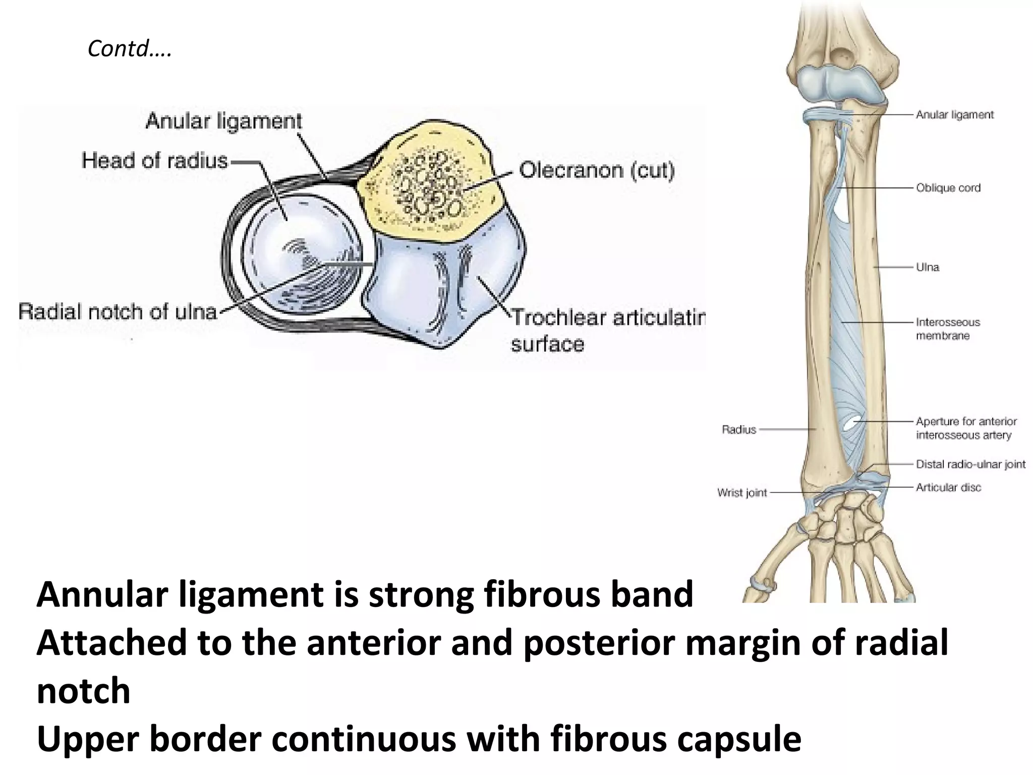 Radio-ulnar and Wrist joints | PPT