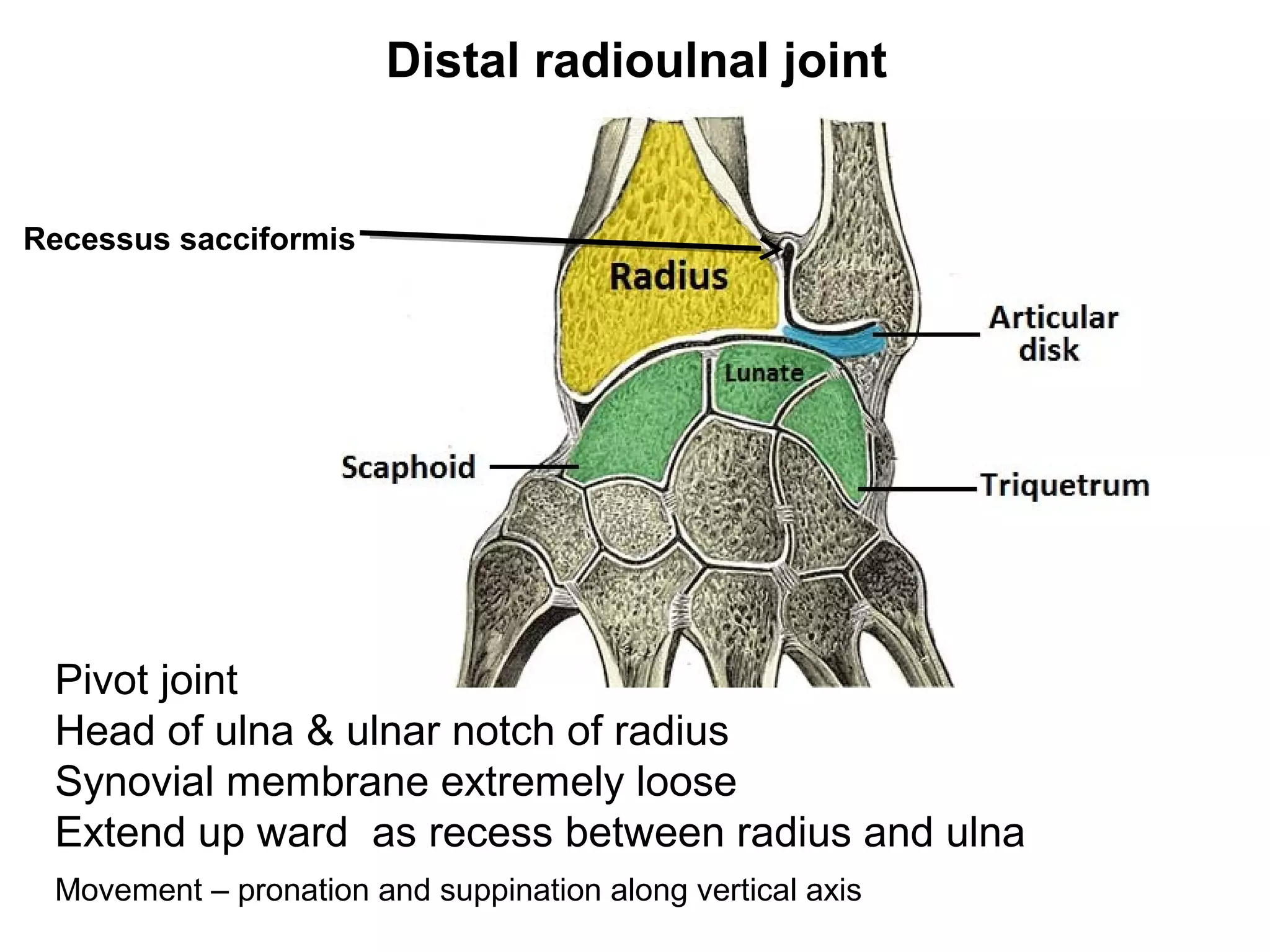 Radio-ulnar and Wrist joints | PPT