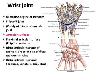 Radio-ulnar and Wrist joints | PPT