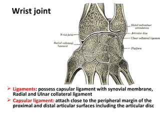 Radio-ulnar and Wrist joints | PPT