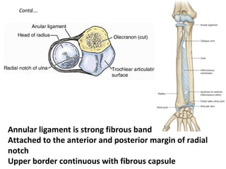 Radio-ulnar and Wrist joints | PPT