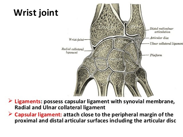 Collateral Ligament Wrist