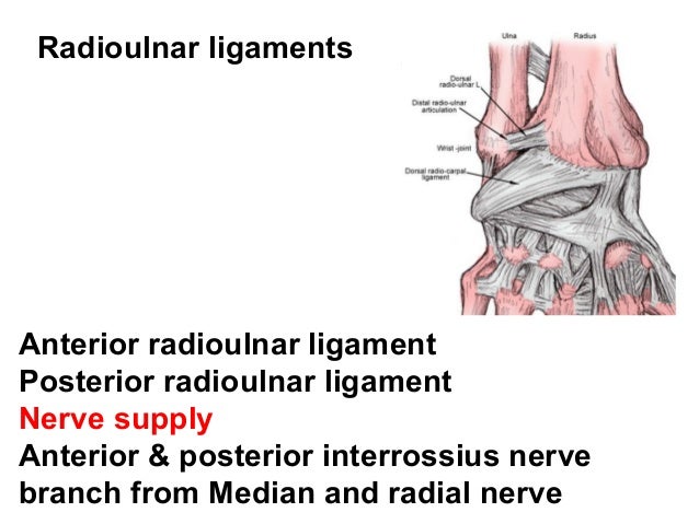 Distal Radioulnar Joint Ligaments Radial Collateral Ligament Of The