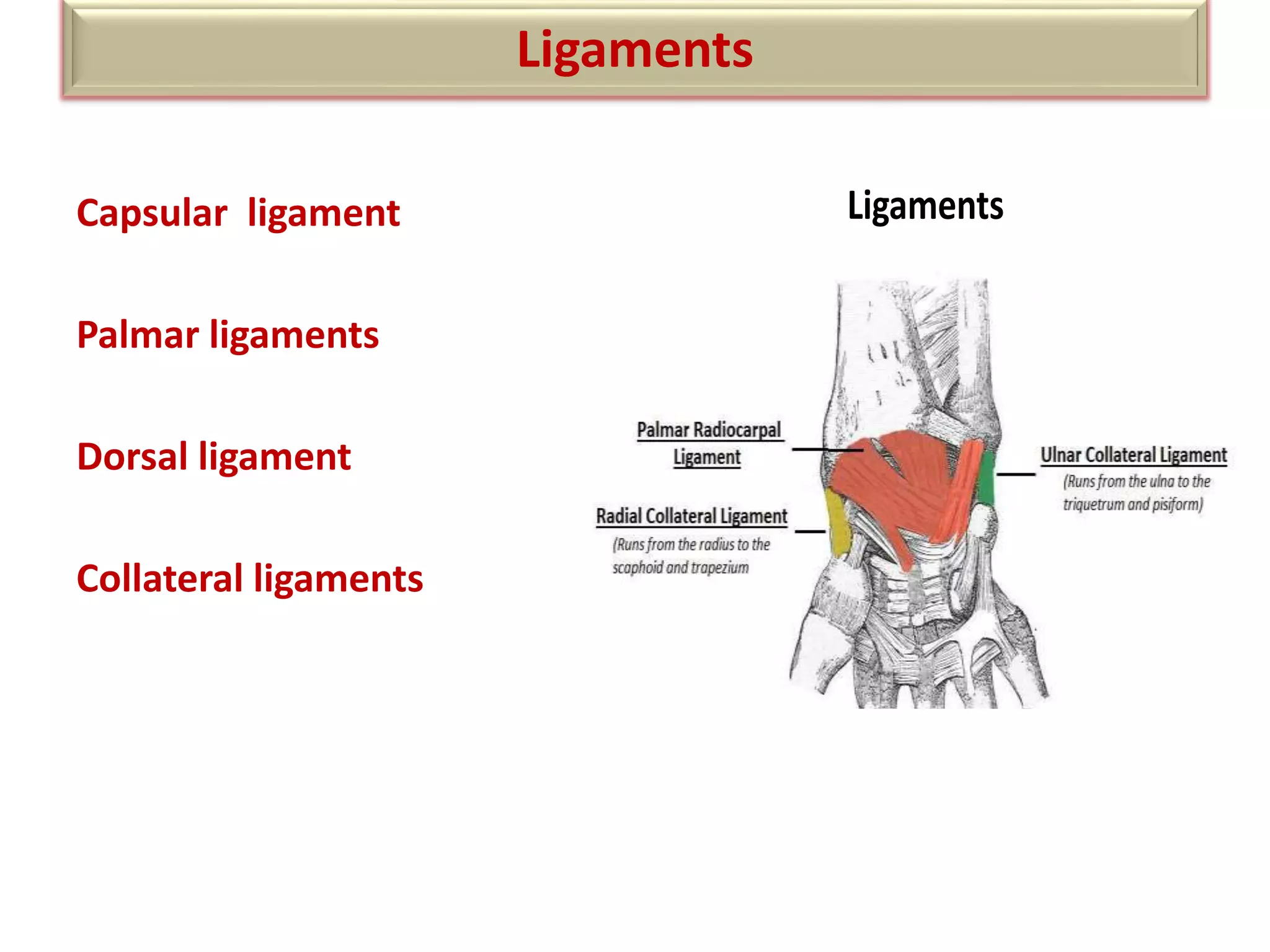 Wrist joint | PPTX