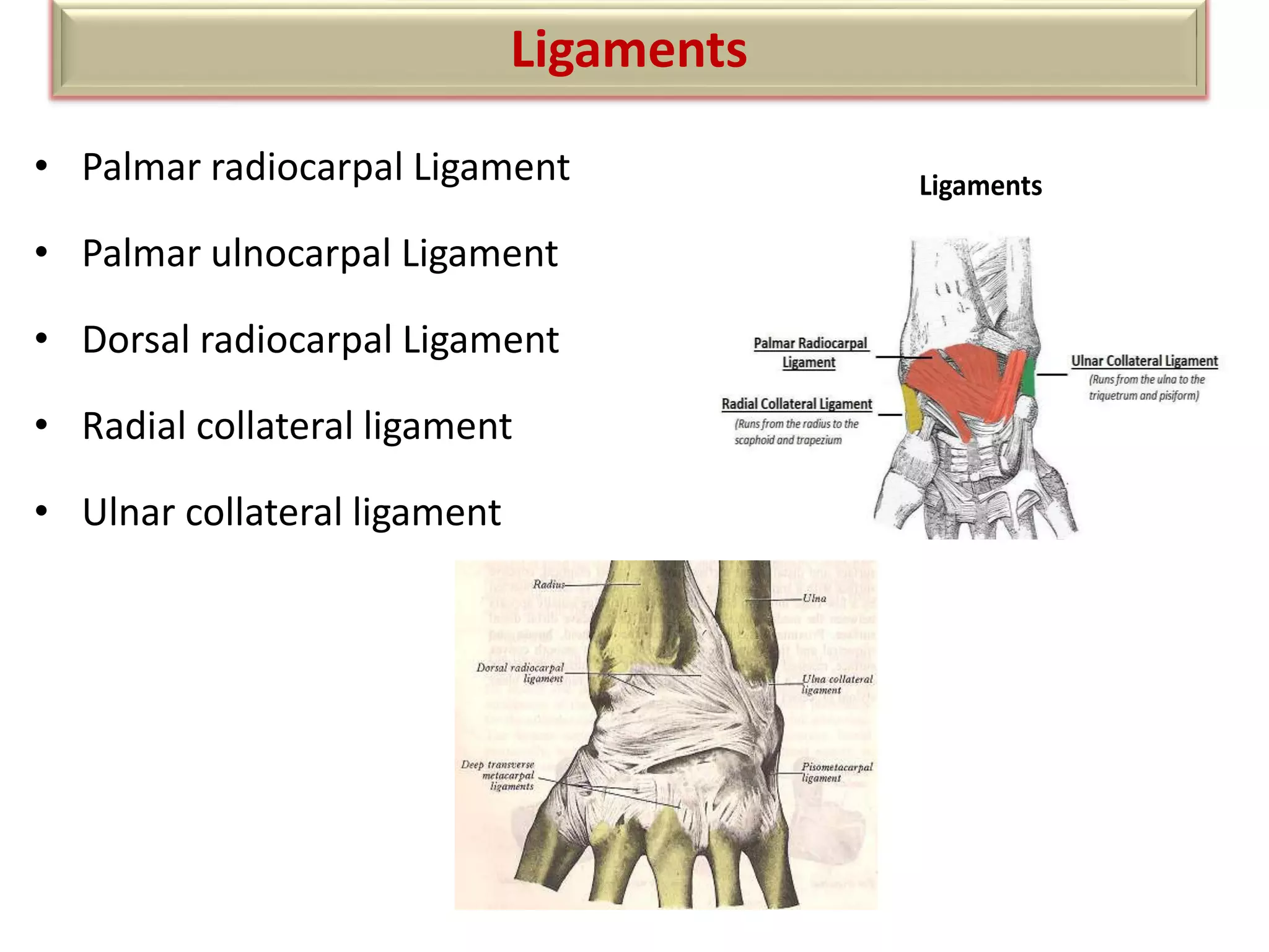 Wrist joint | PPTX