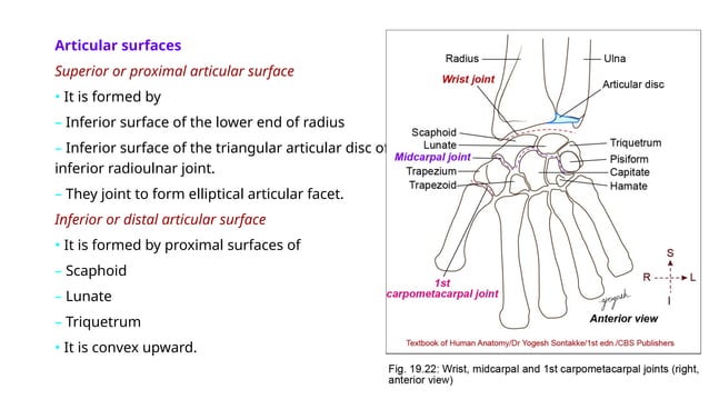 Wrist Joint and First Carpo metacarpal joint.pptx