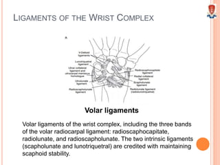 Wrist joint complex | PPT