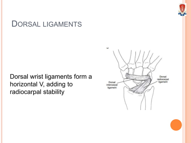 Wrist joint complex | PPT