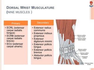 Wrist joint complex | PPT