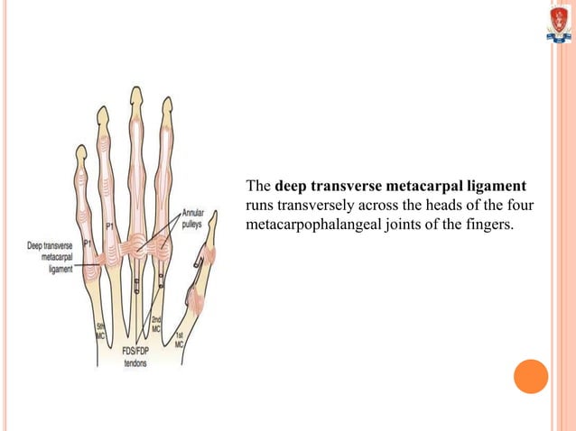 Wrist joint complex | PPT