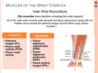 Wrist Joint Muscles