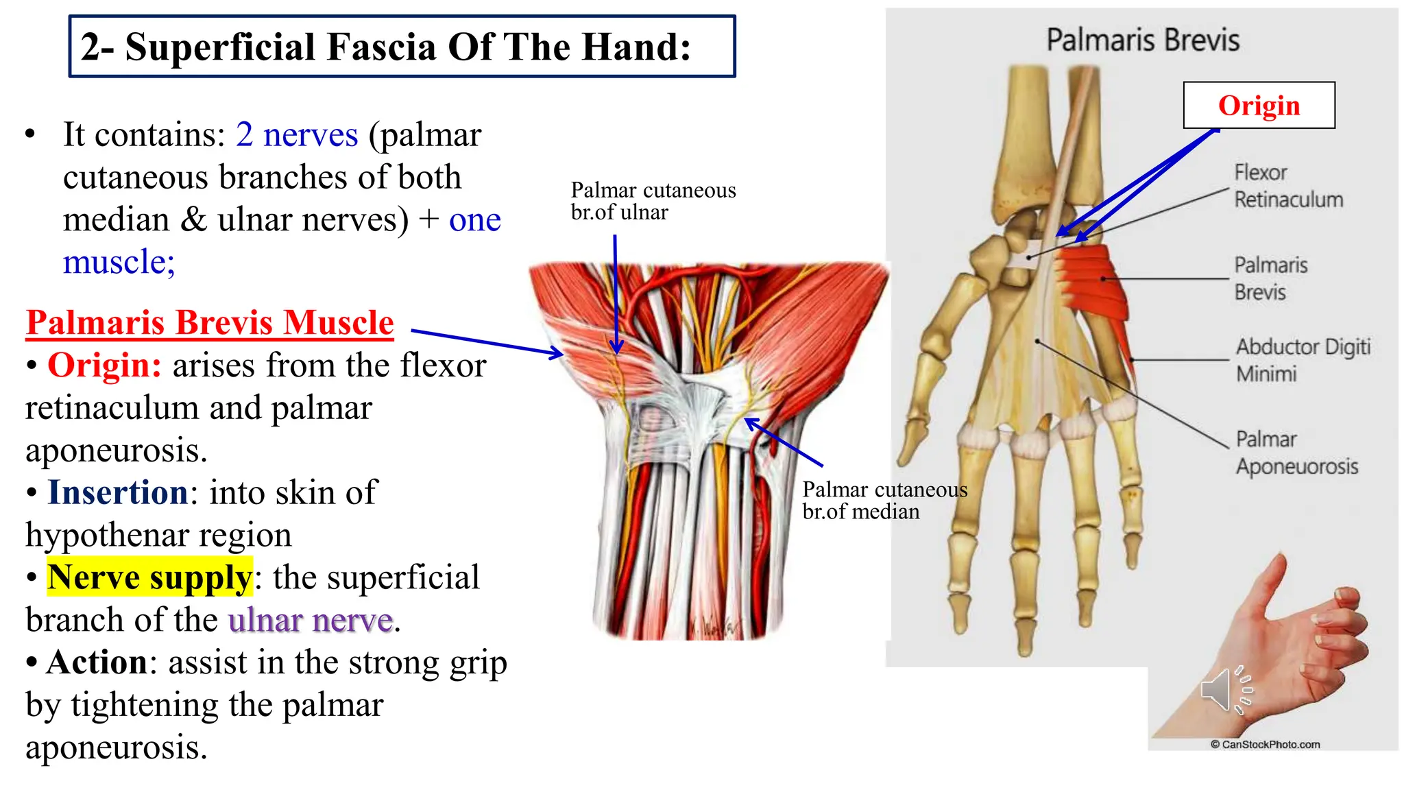 Anatomy of the Wrist joint and hand.ppsx