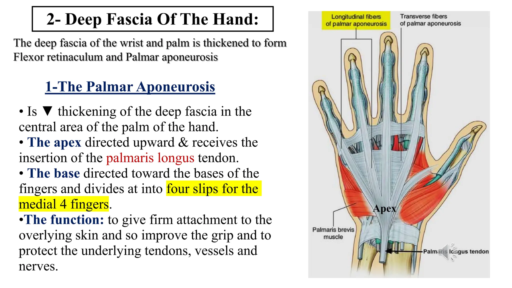 Anatomy of the Wrist joint and hand.ppsx