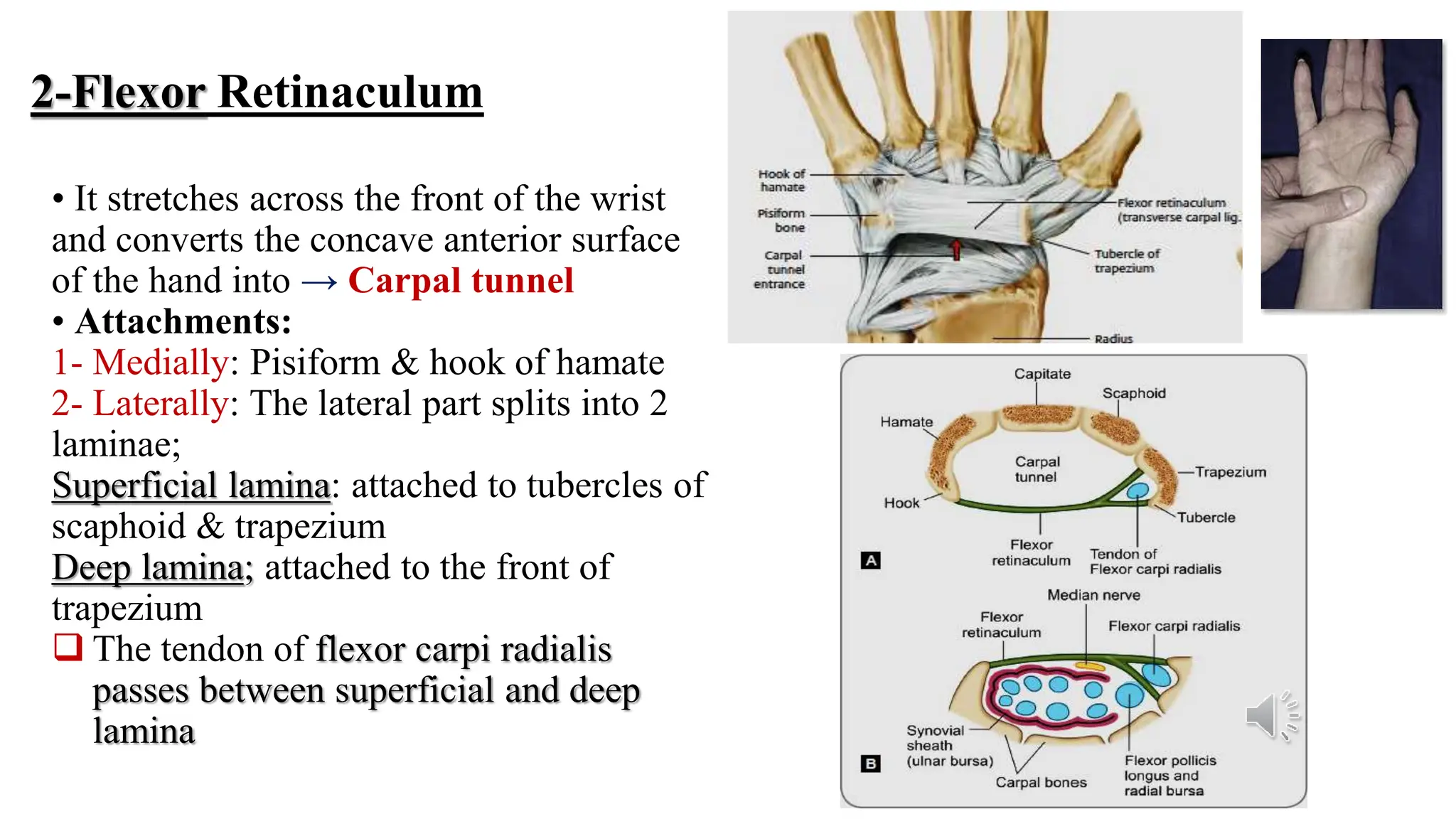 Anatomy of the Wrist joint and hand.ppsx