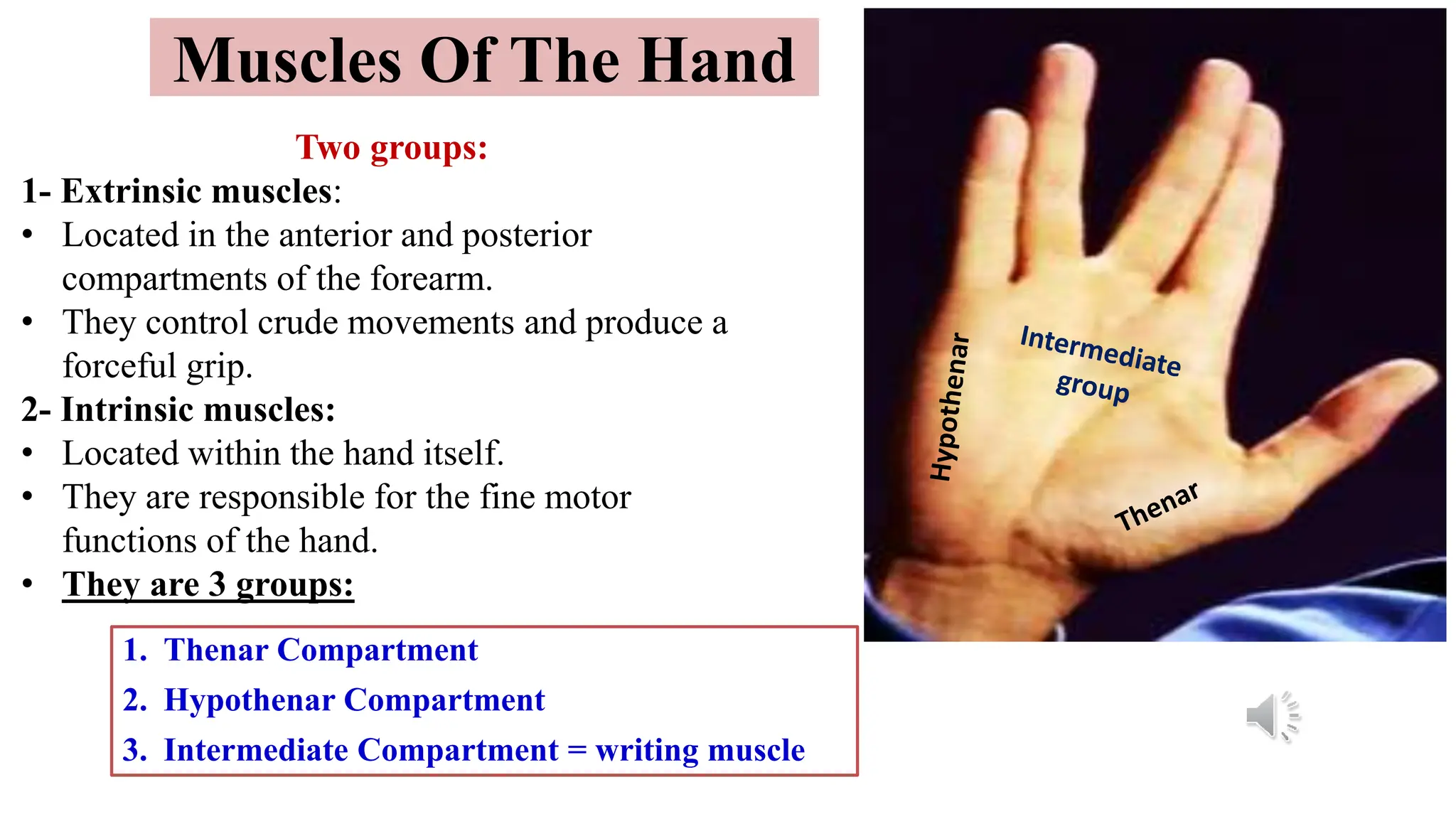 Anatomy of the Wrist joint and hand.ppsx