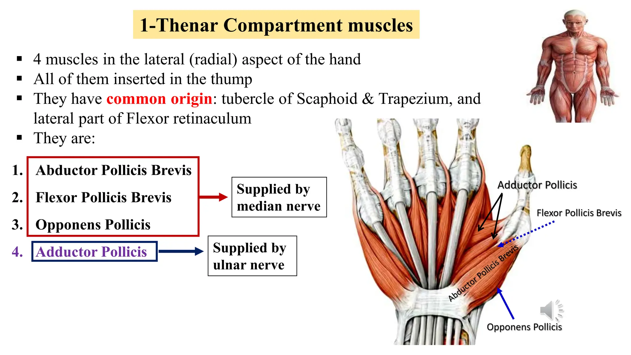 Anatomy of the Wrist joint and hand.ppsx