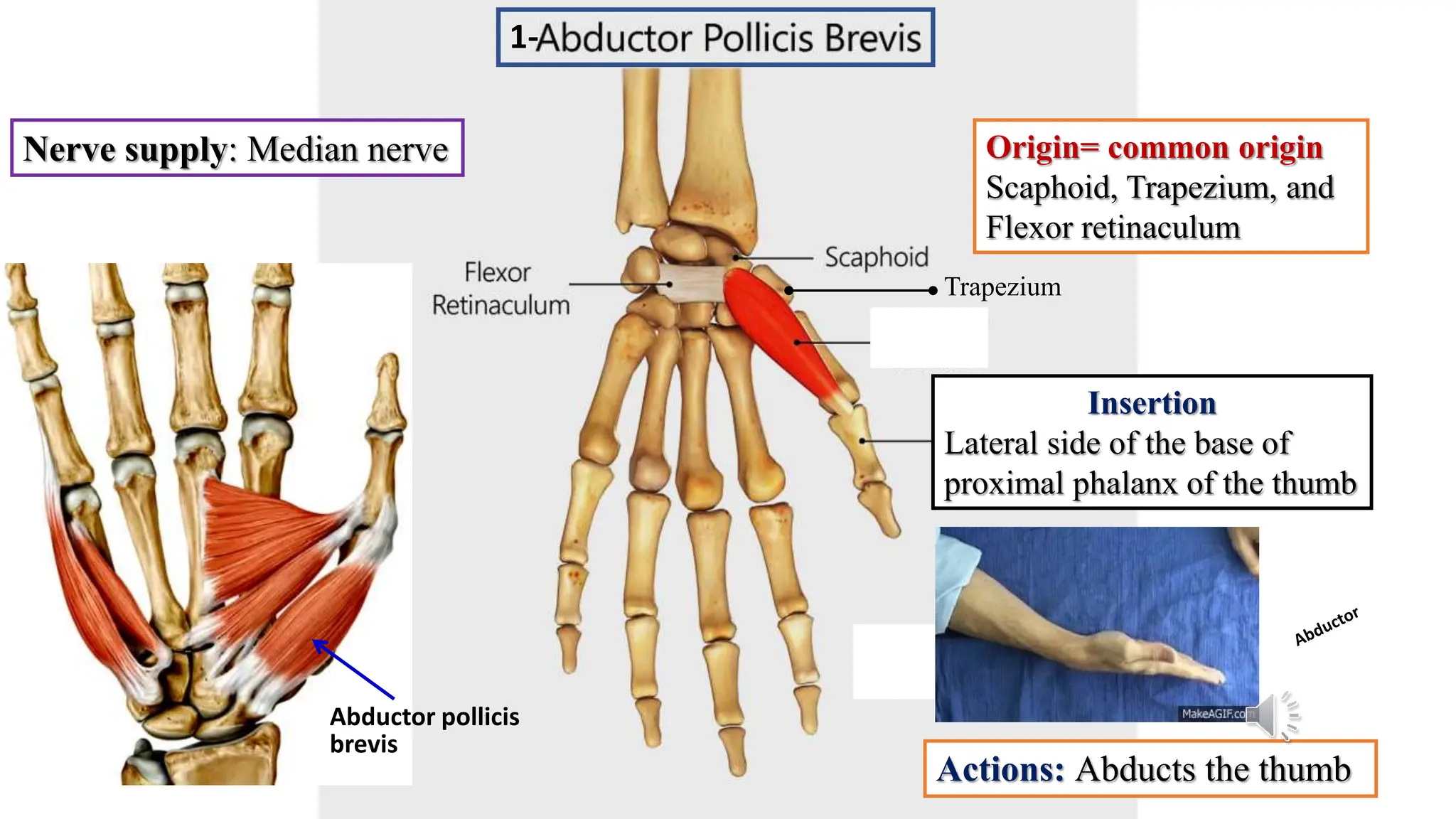 Anatomy of the Wrist joint and hand.ppsx