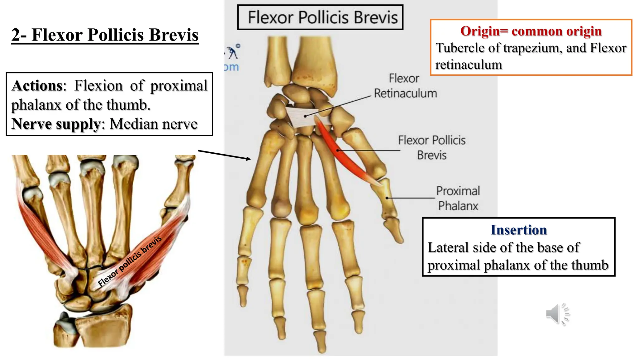 Anatomy of the Wrist joint and hand.ppsx