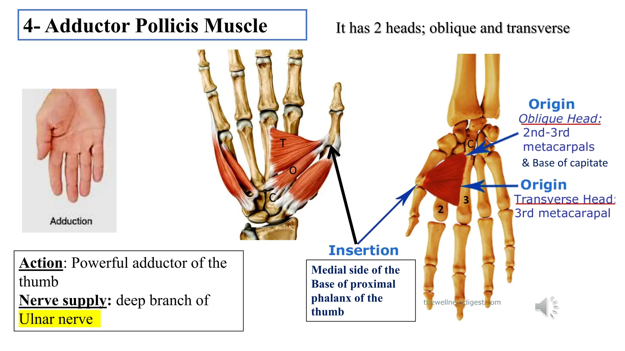 Anatomy of the Wrist joint and hand.ppsx