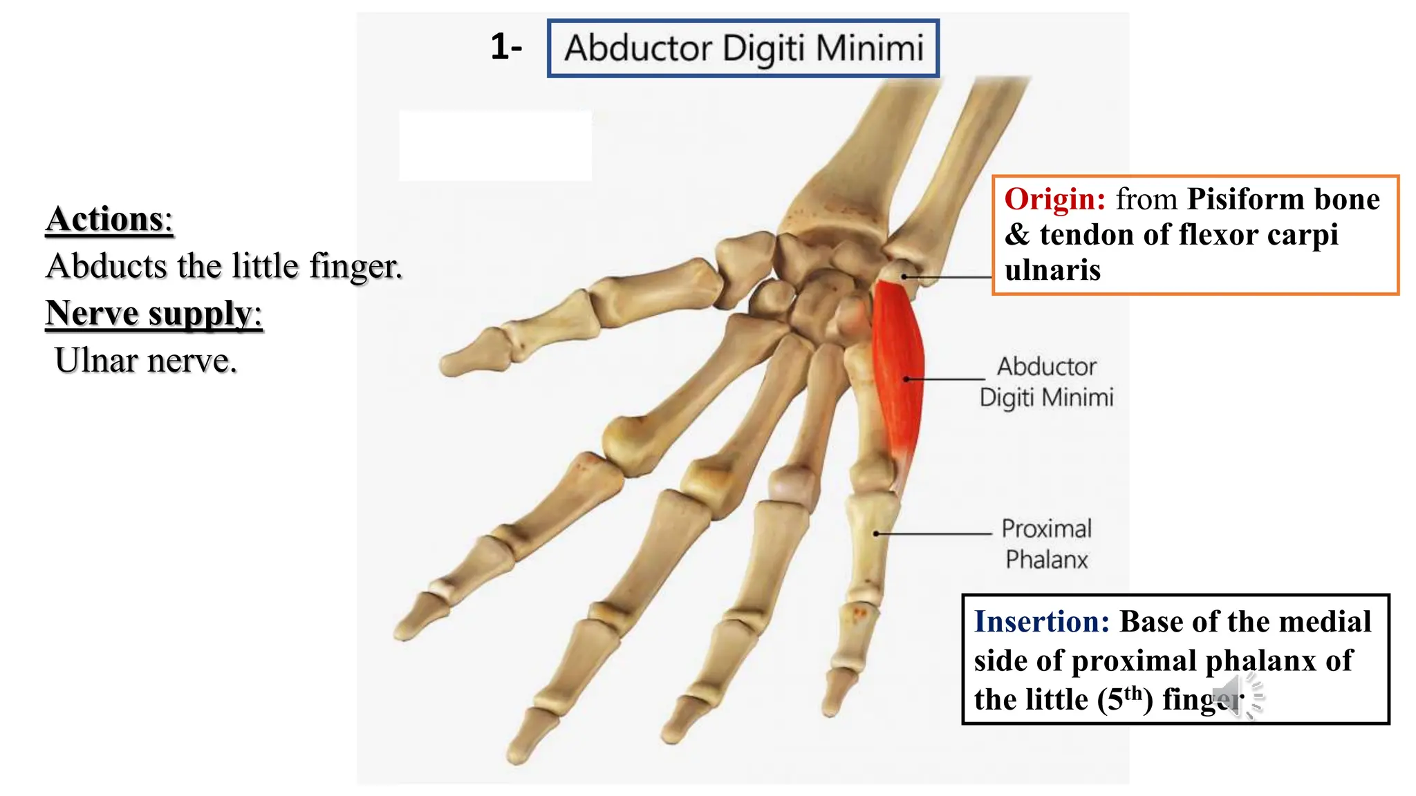 Anatomy of the Wrist joint and hand.ppsx