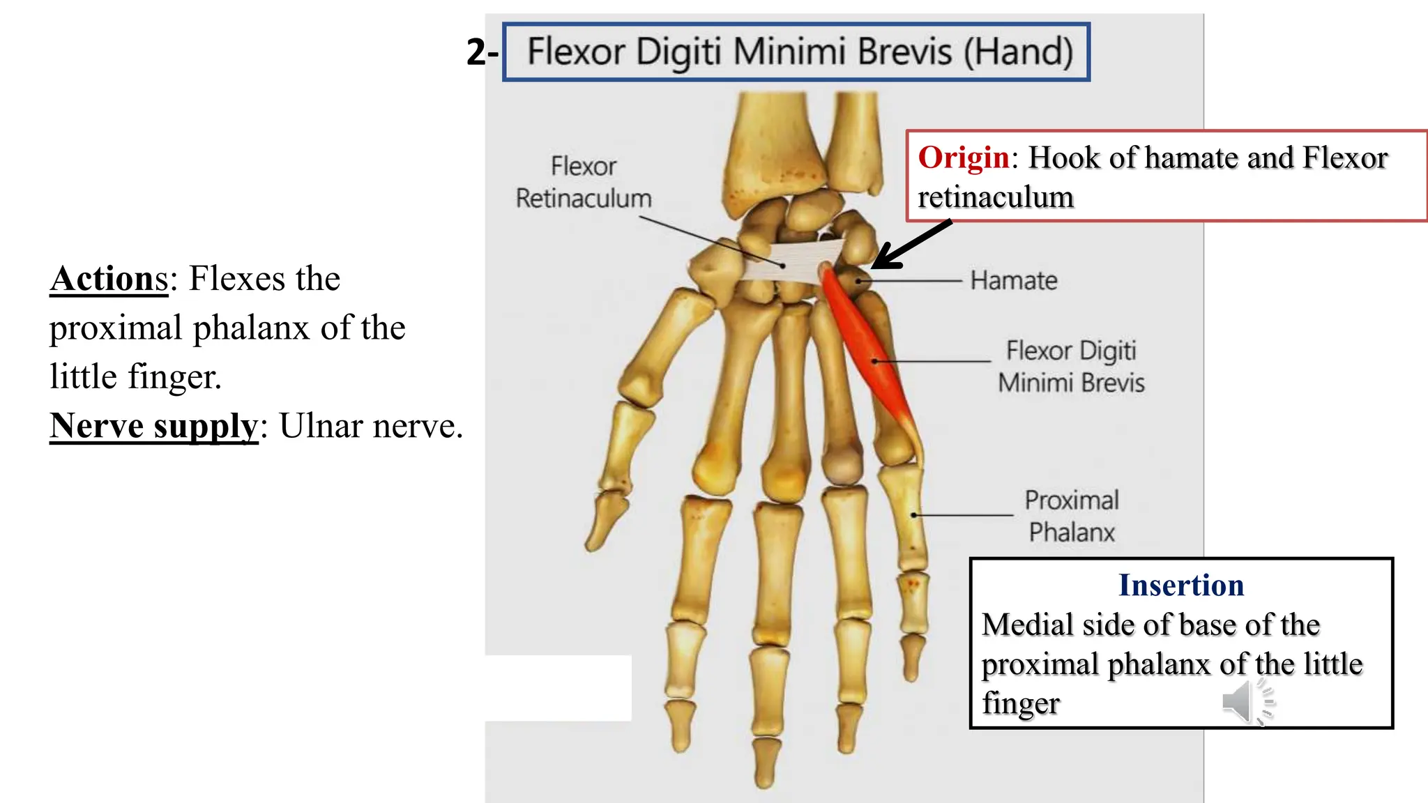Anatomy of the Wrist joint and hand.ppsx