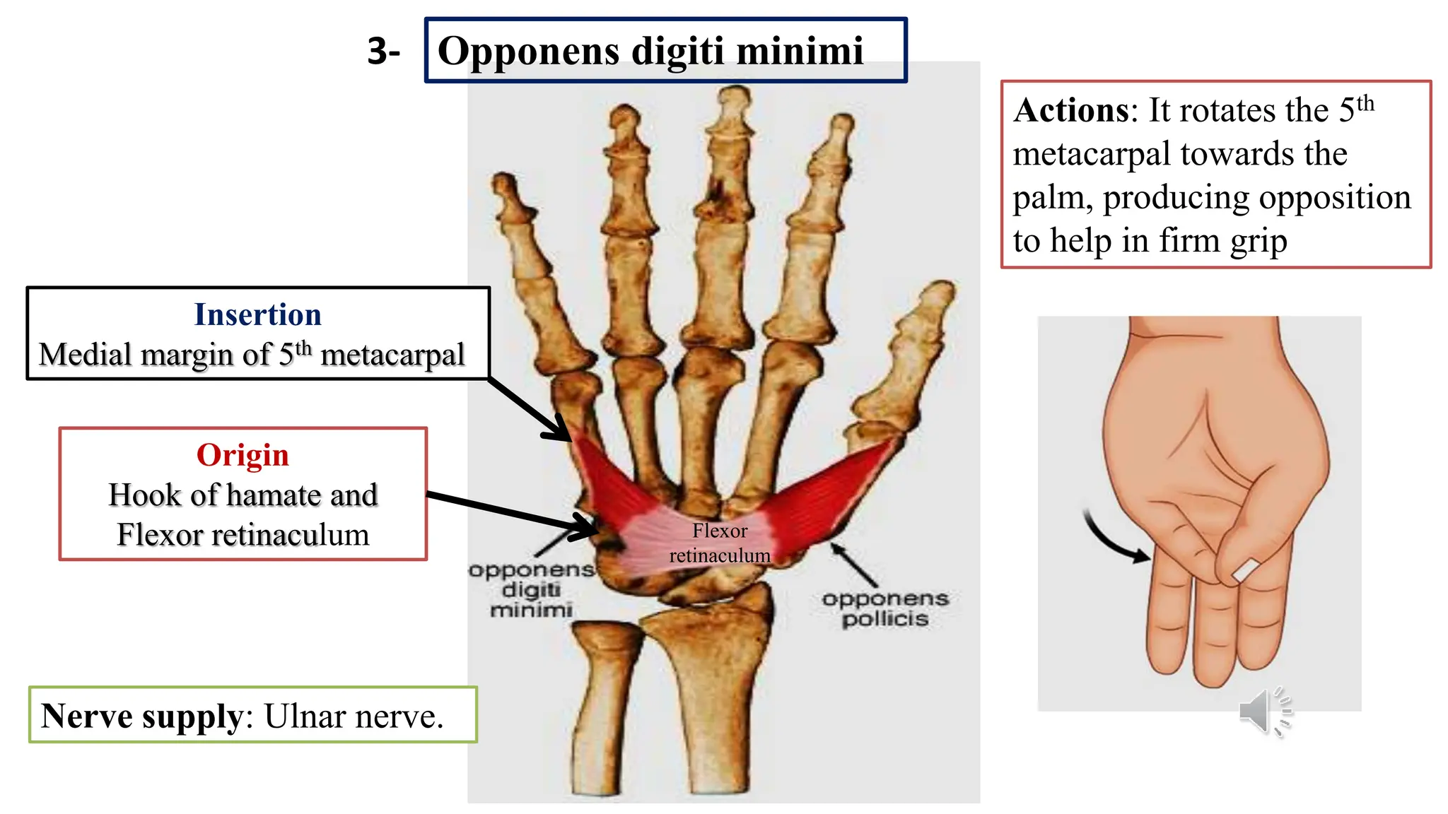 Anatomy of the Wrist joint and hand.ppsx