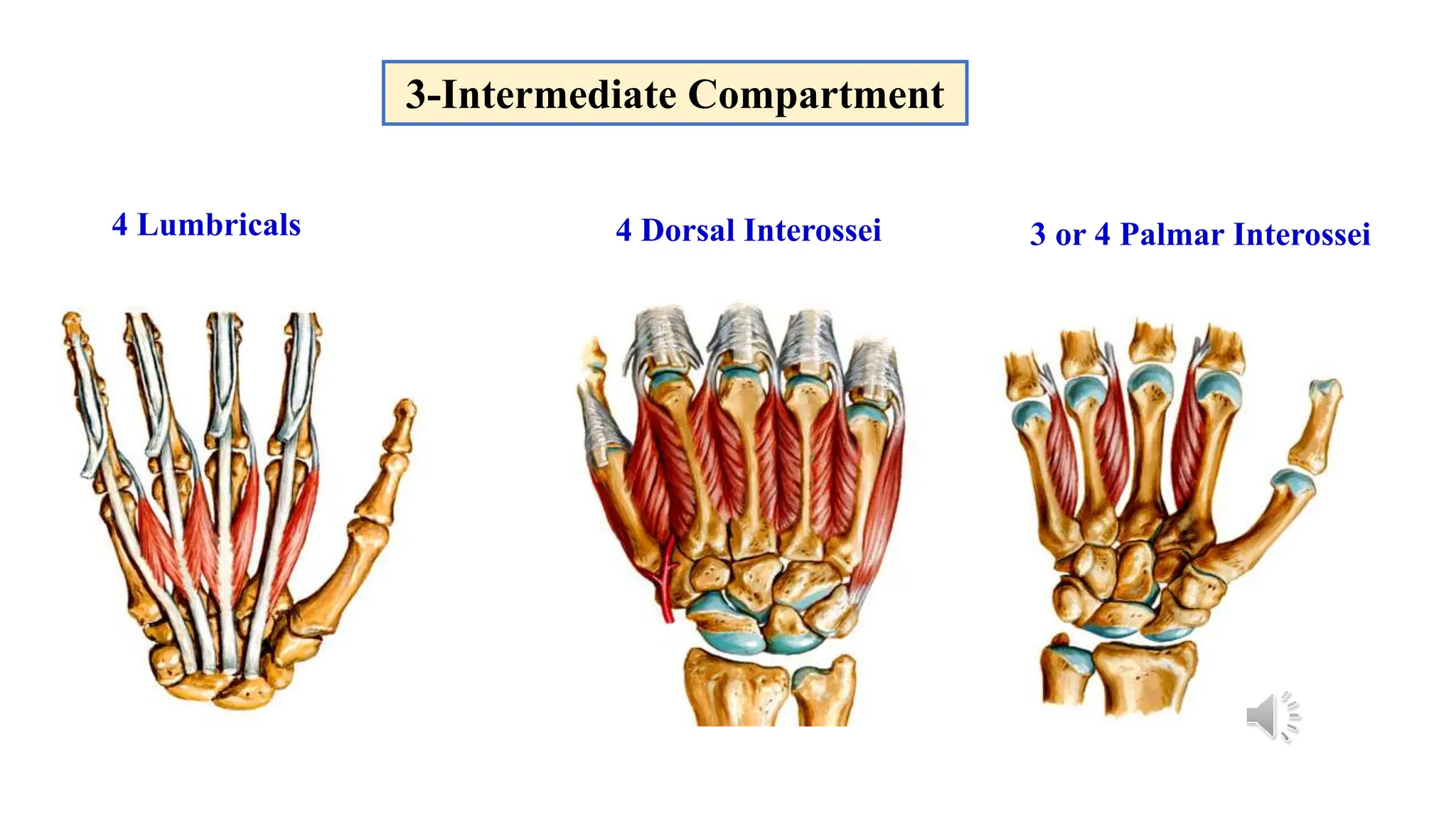 Anatomy of the Wrist joint and hand.ppsx