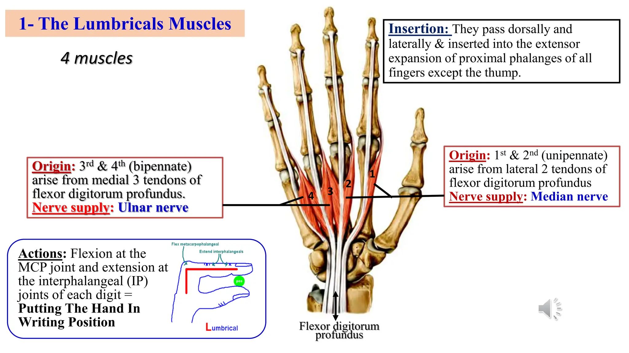 Anatomy of the Wrist joint and hand.ppsx