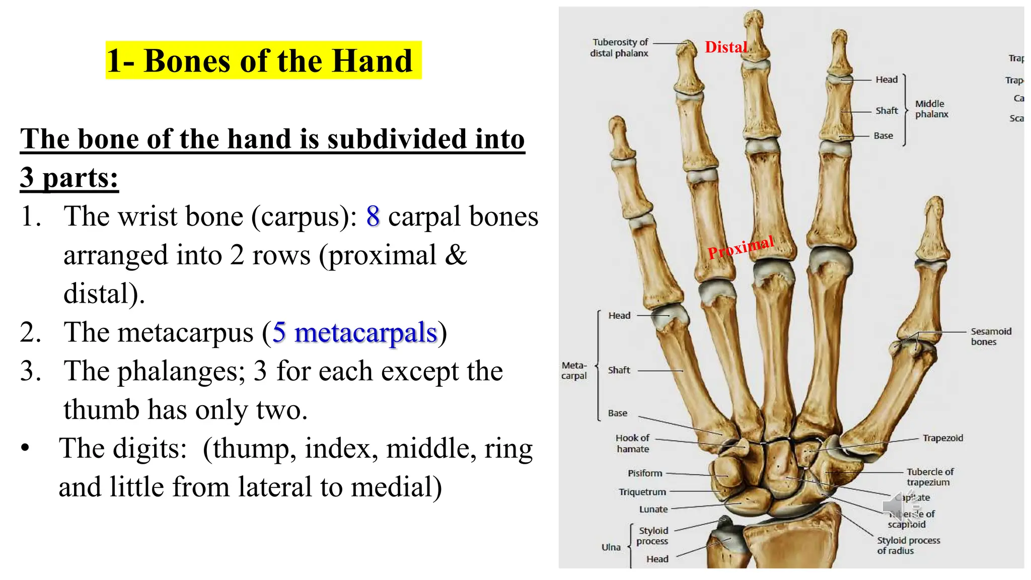 Anatomy of the Wrist joint and hand.ppsx