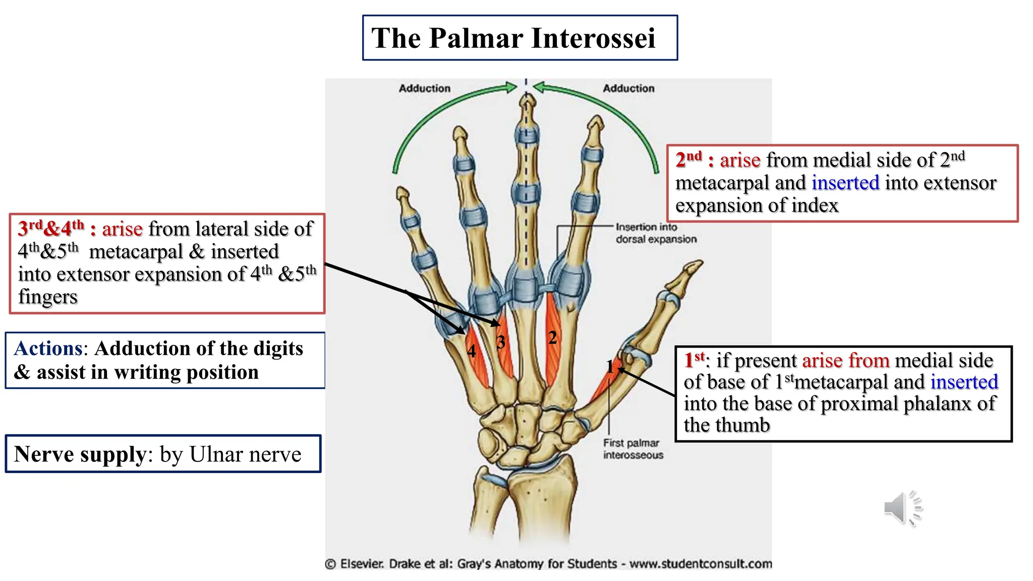 Anatomy of the Wrist joint and hand.ppsx