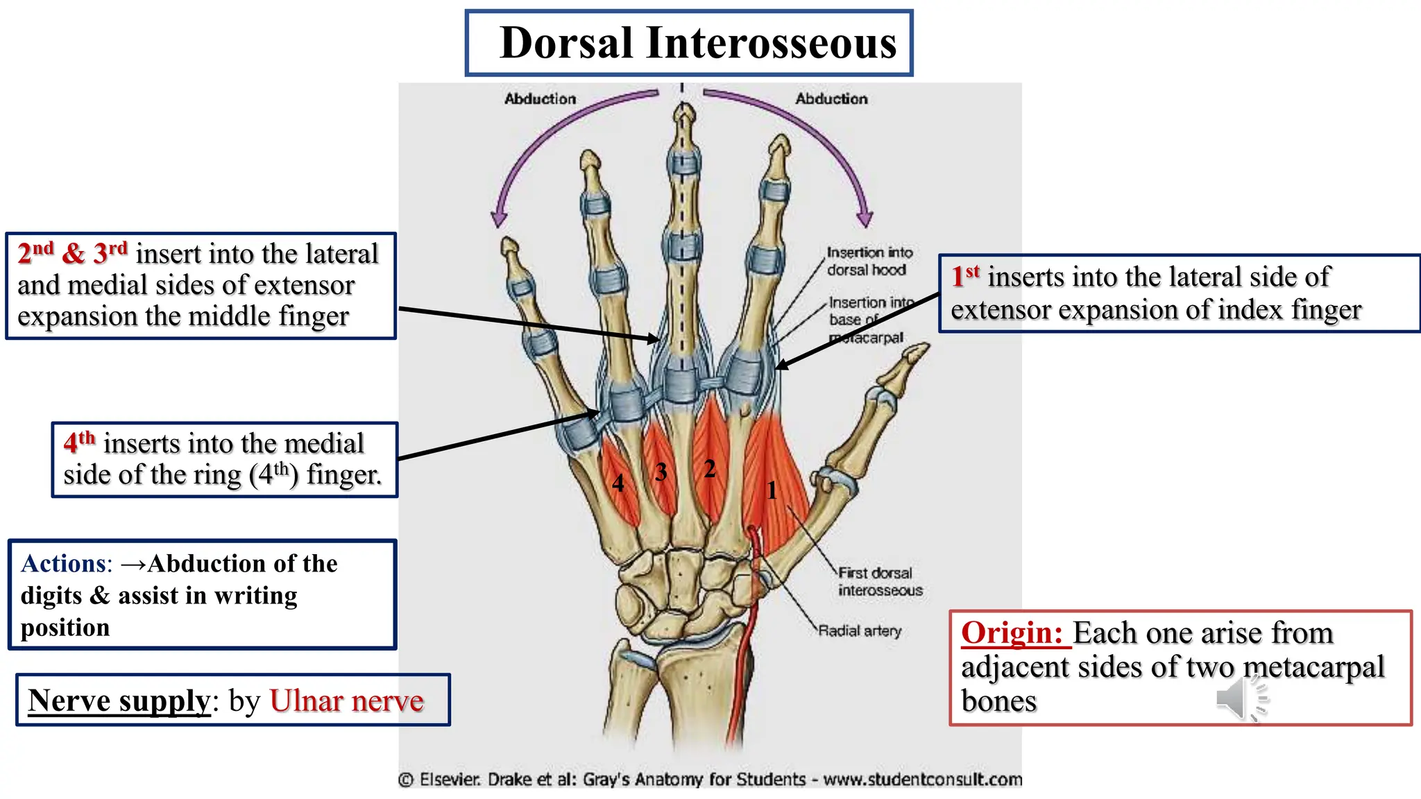 Anatomy of the Wrist joint and hand.ppsx