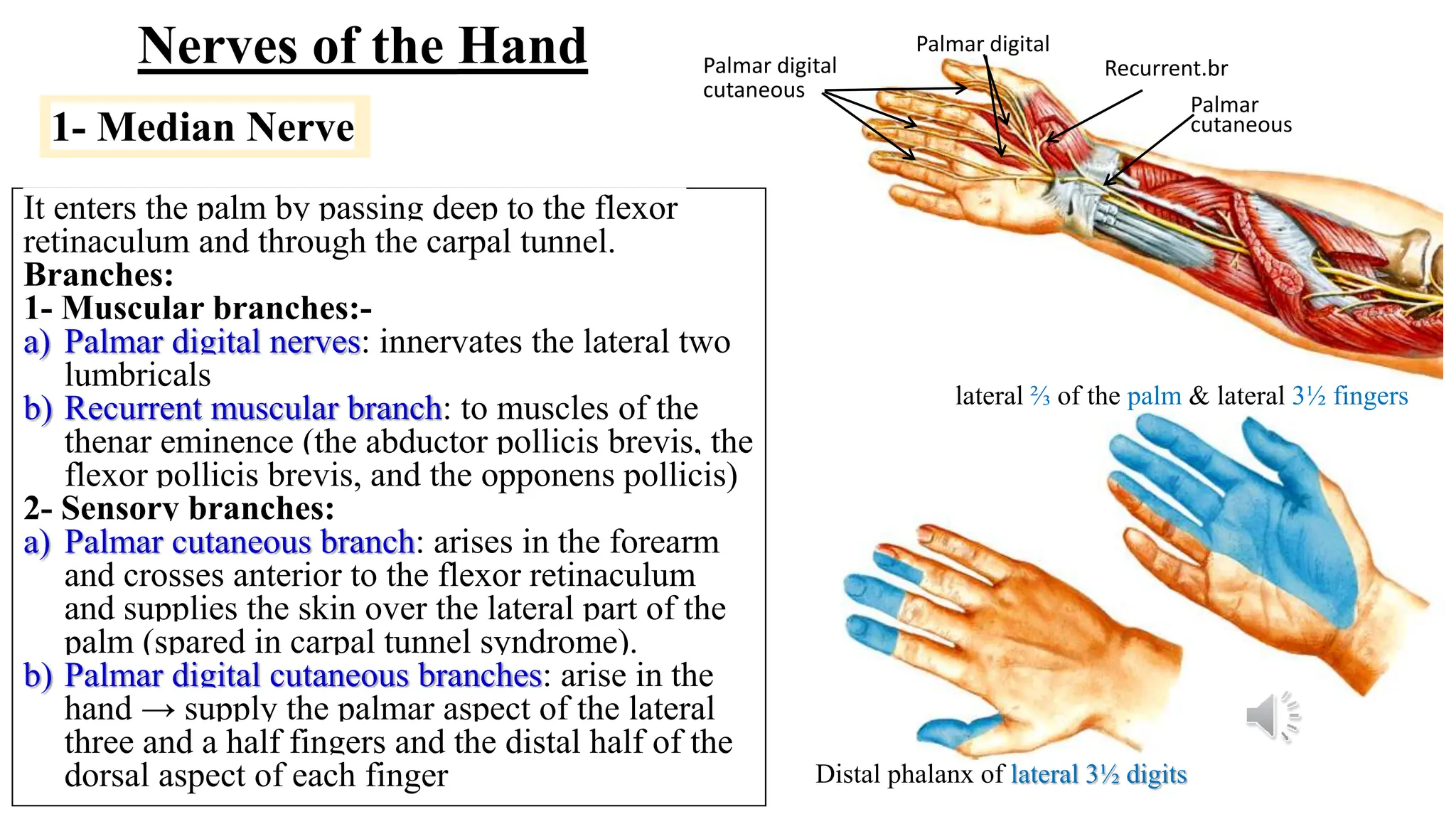 Anatomy of the Wrist joint and hand.ppsx