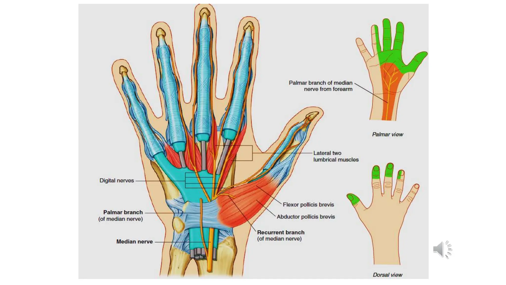 Anatomy of the Wrist joint and hand.ppsx