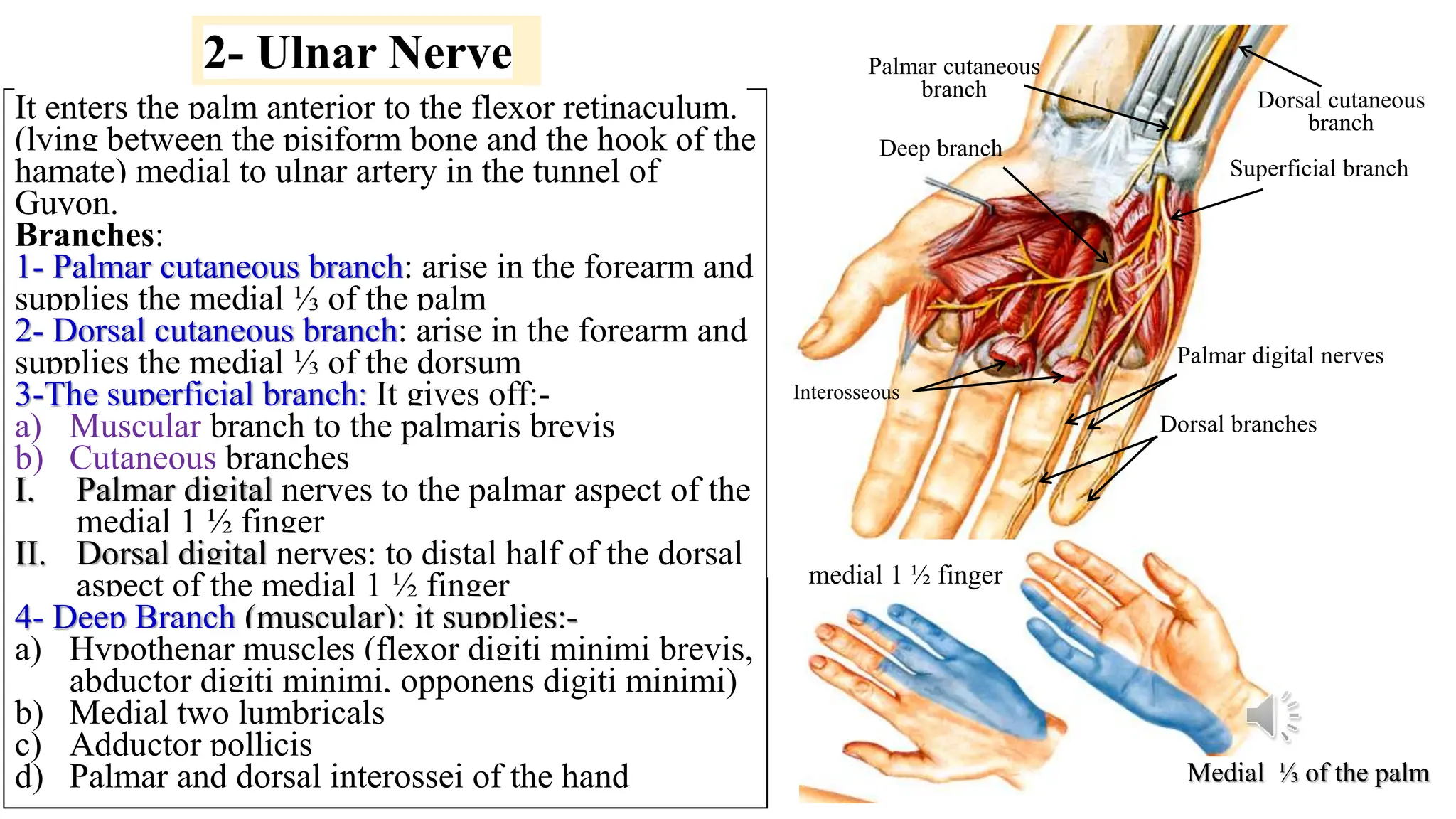 Anatomy of the Wrist joint and hand.ppsx