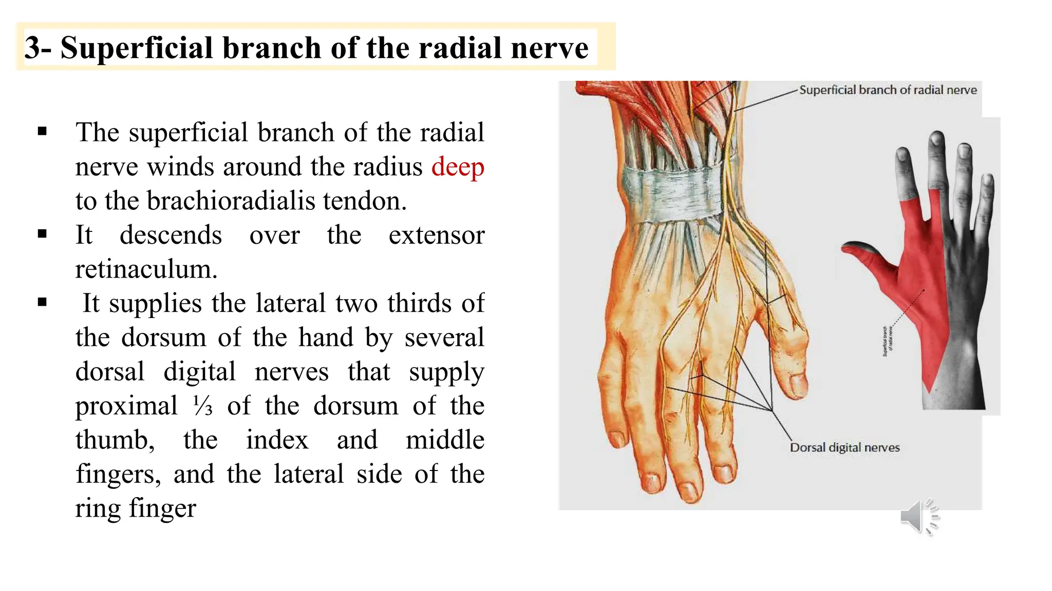 Anatomy of the Wrist joint and hand.ppsx