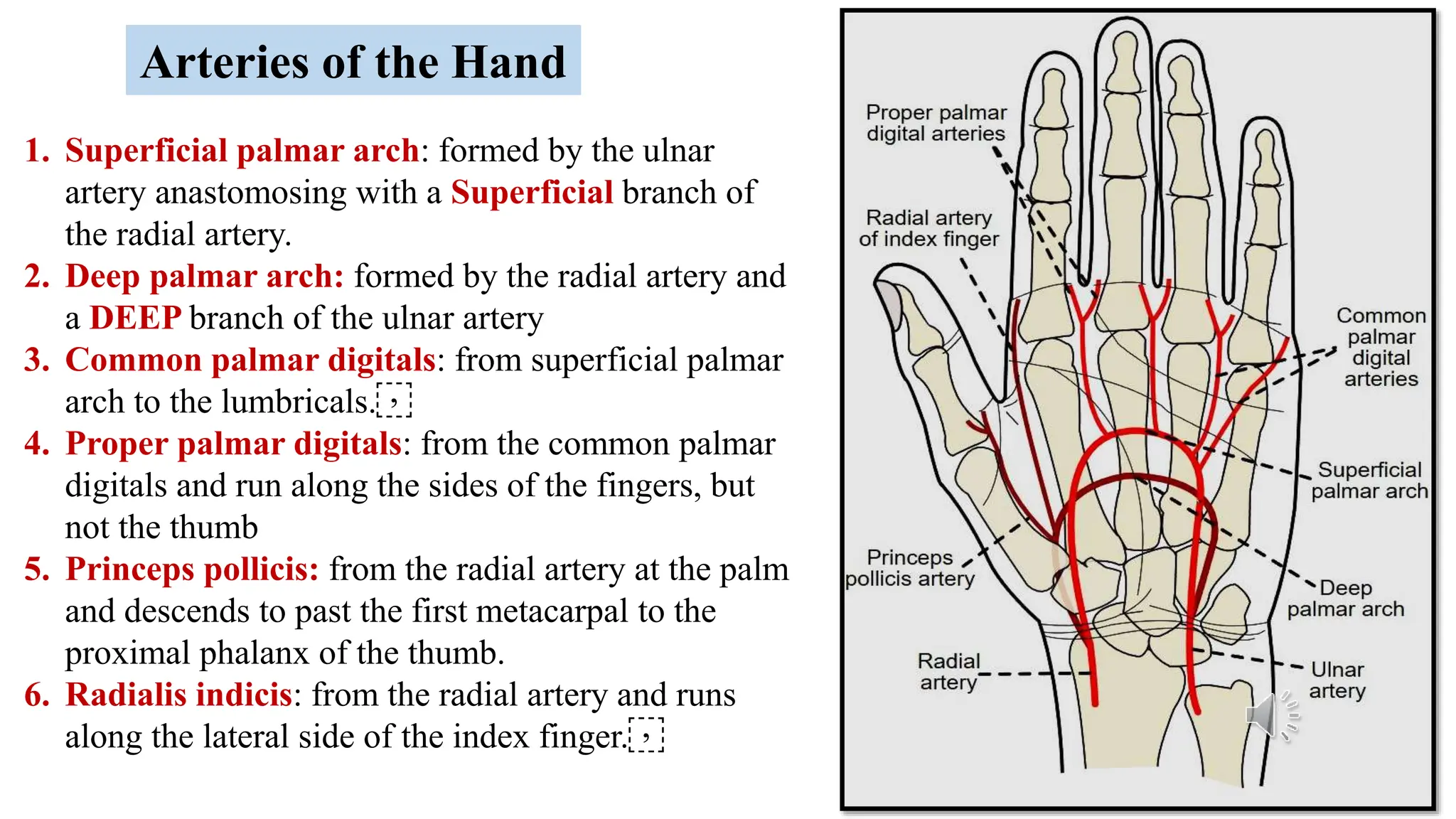 Anatomy of the Wrist joint and hand.ppsx