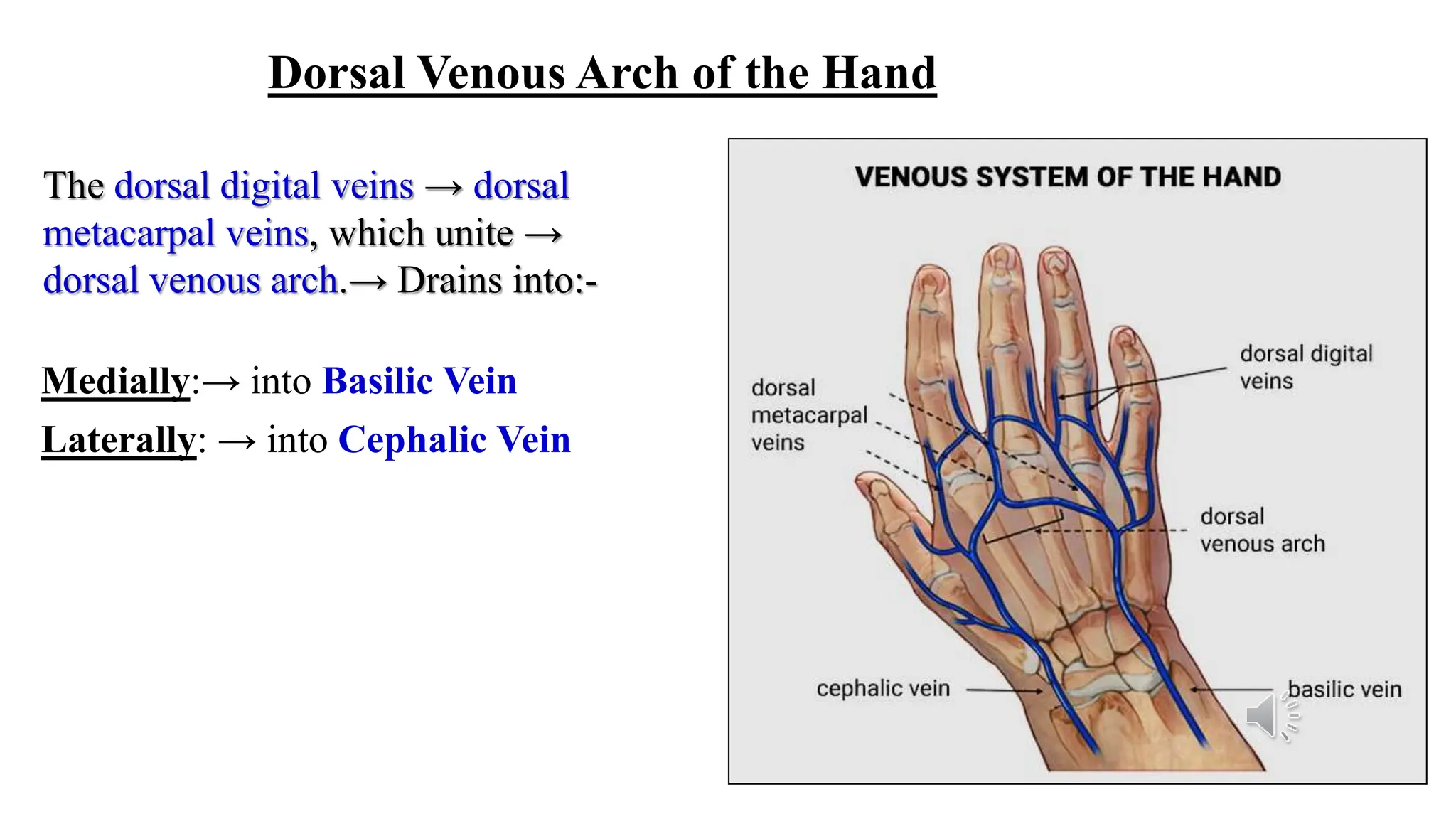 Anatomy of the Wrist joint and hand.ppsx