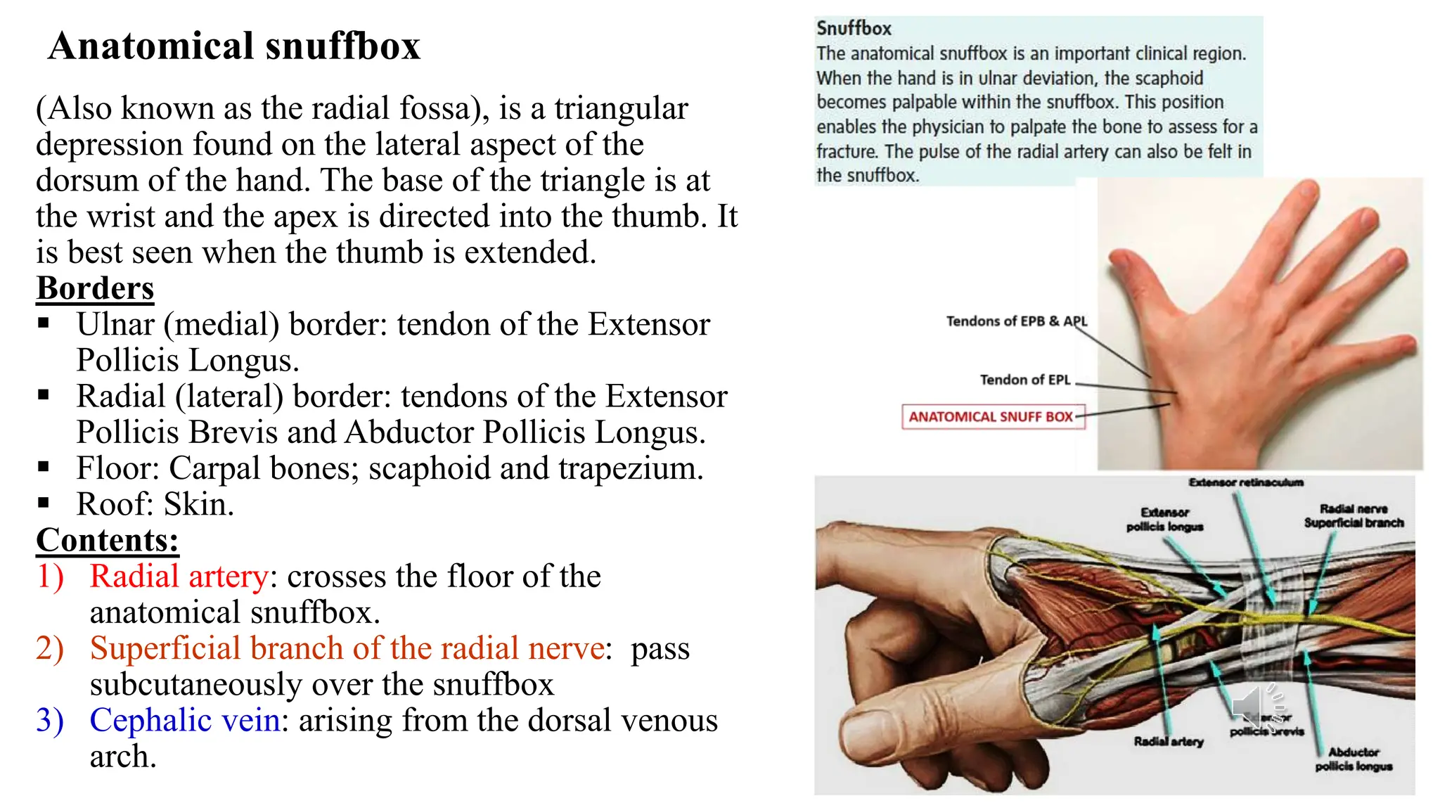Anatomy of the Wrist joint and hand.ppsx