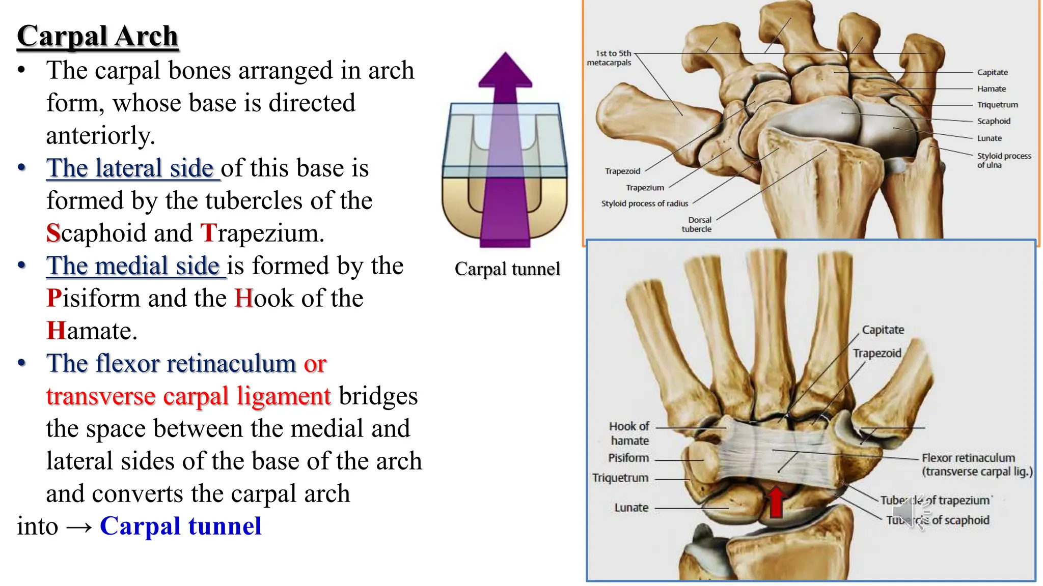 Anatomy of the Wrist joint and hand.ppsx