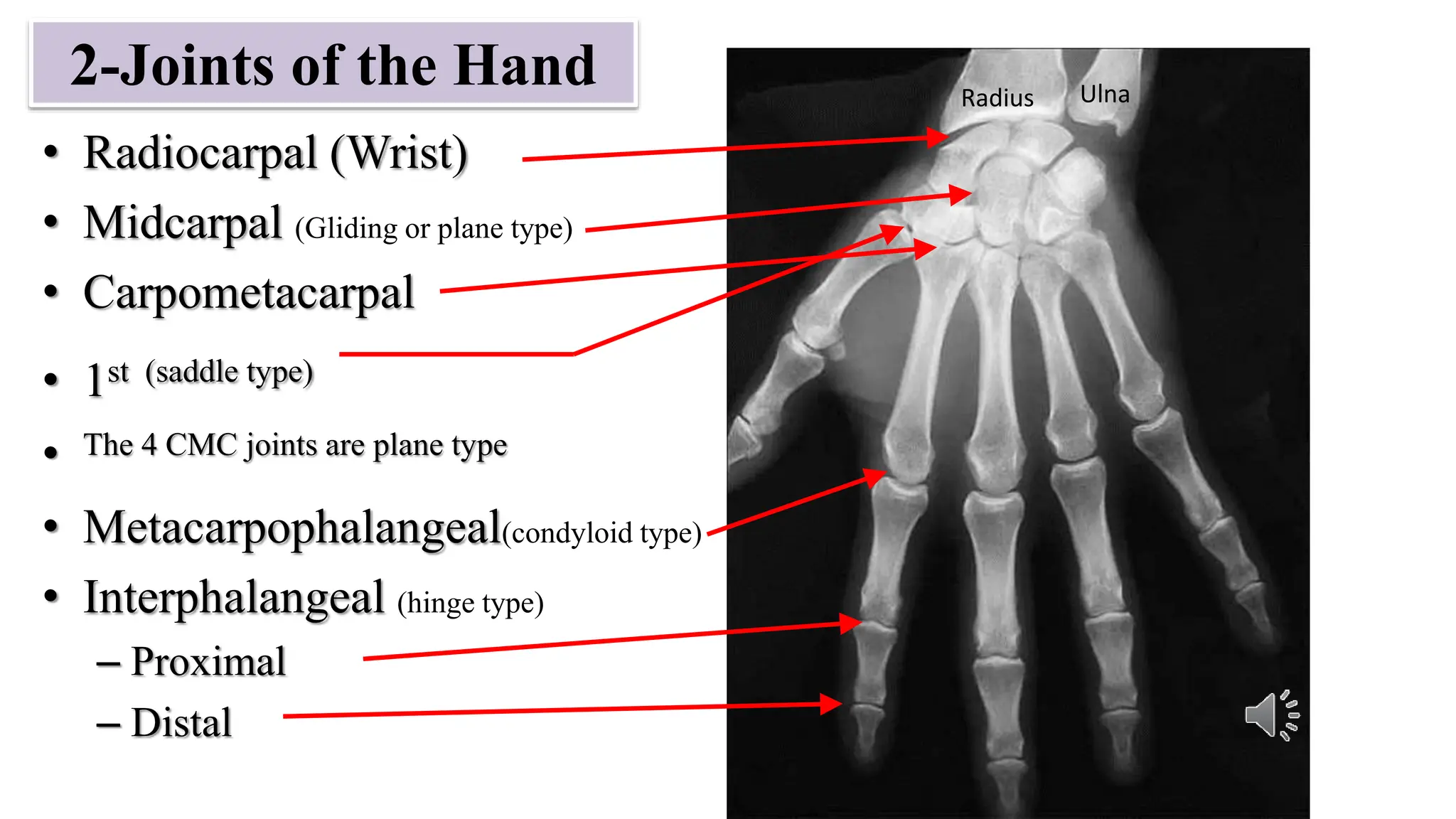 Anatomy of the Wrist joint and hand.ppsx