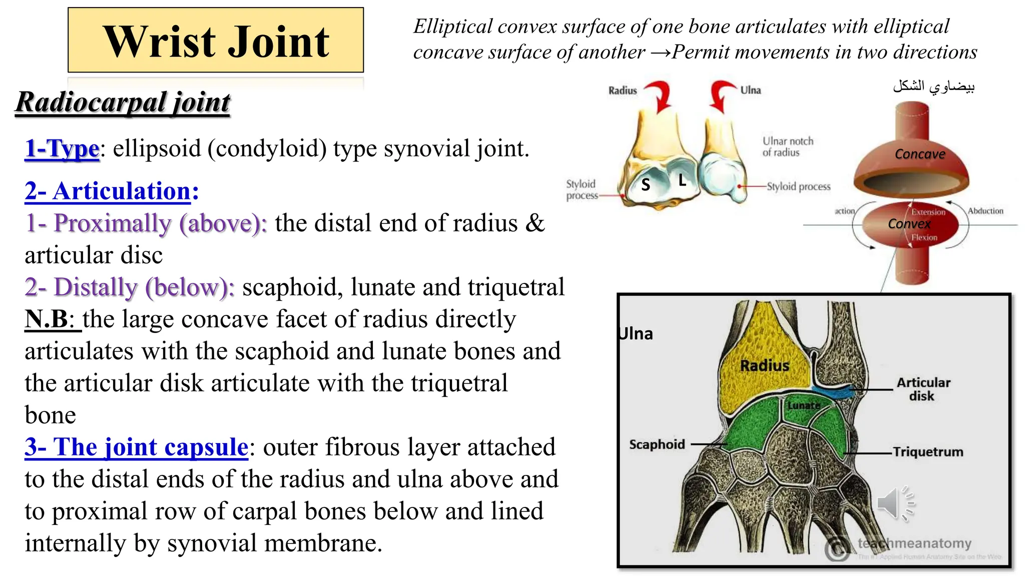 Anatomy of the Wrist joint and hand.ppsx
