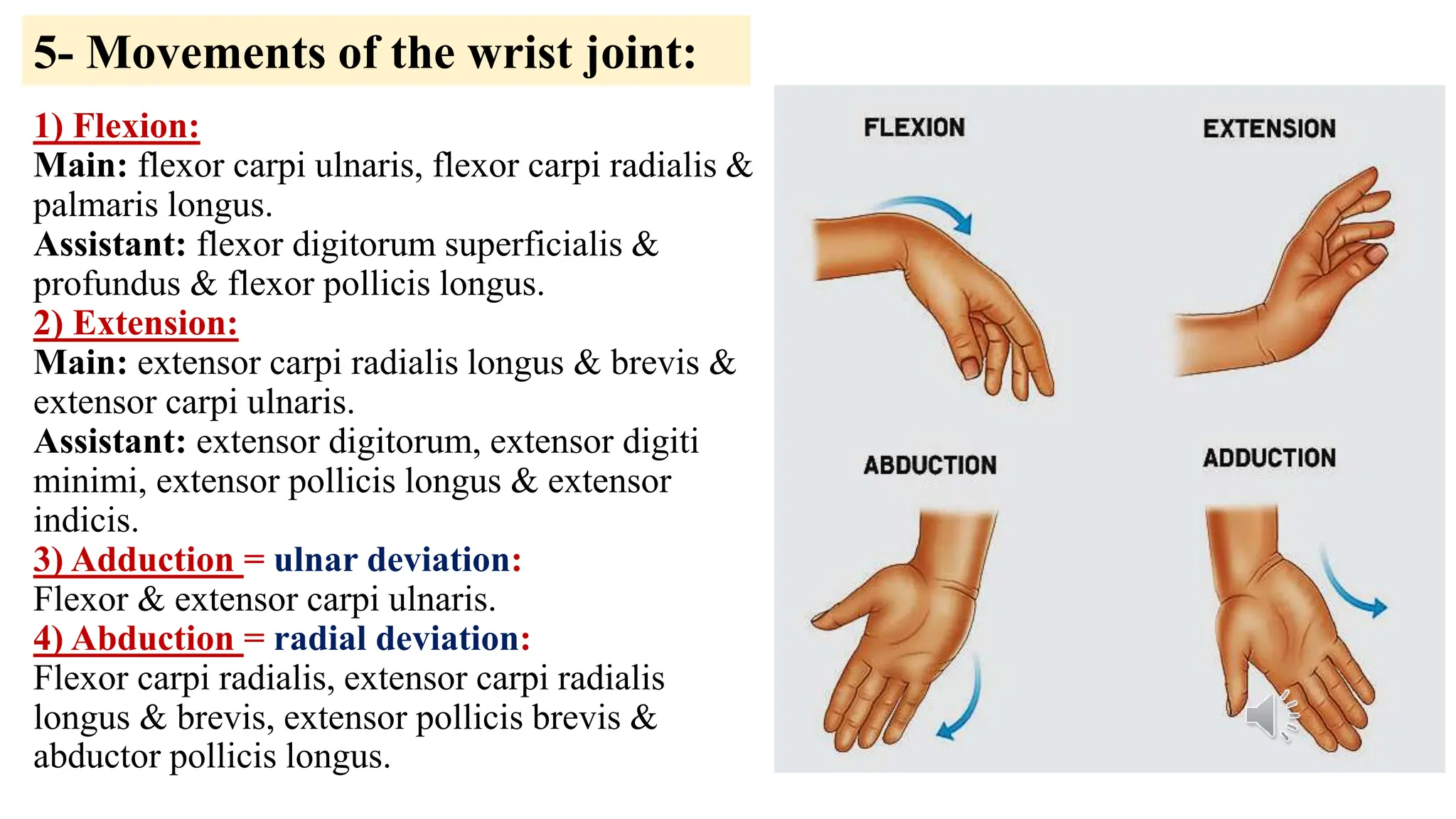Anatomy of the Wrist joint and hand.ppsx