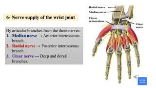Anatomy of the Wrist joint and hand.ppsx